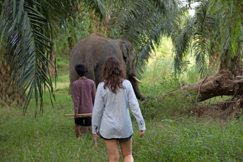 Phuket: Unique Dusk Ethical Elephant Sanctuary Experience - A Deep Dive into the Experience