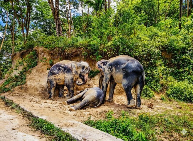 Phuket: Zipline, ATV & Ethical Elephant Experience Combo - Final Thoughts