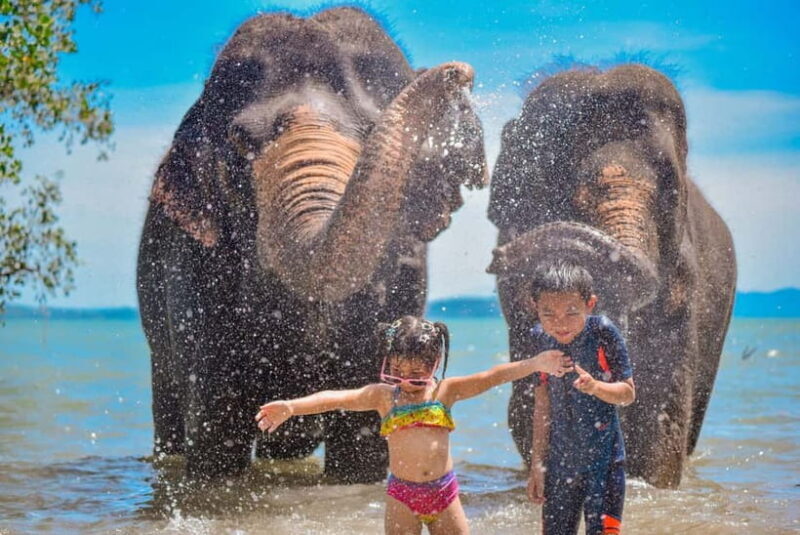 Phuket:Beach walk with elephants, rain & care. 2.5 hours - A Deep Dive Into the Experience