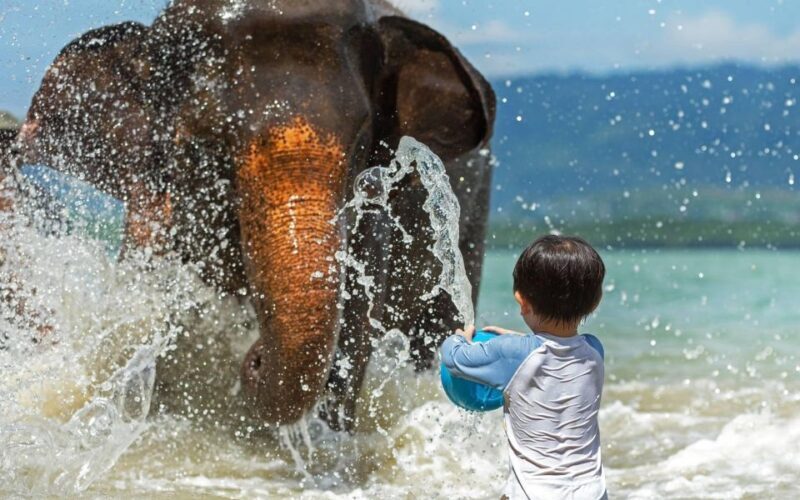 Phuket:Beach walk with elephants, rain & care. 2.5 hours - FAQ Section
