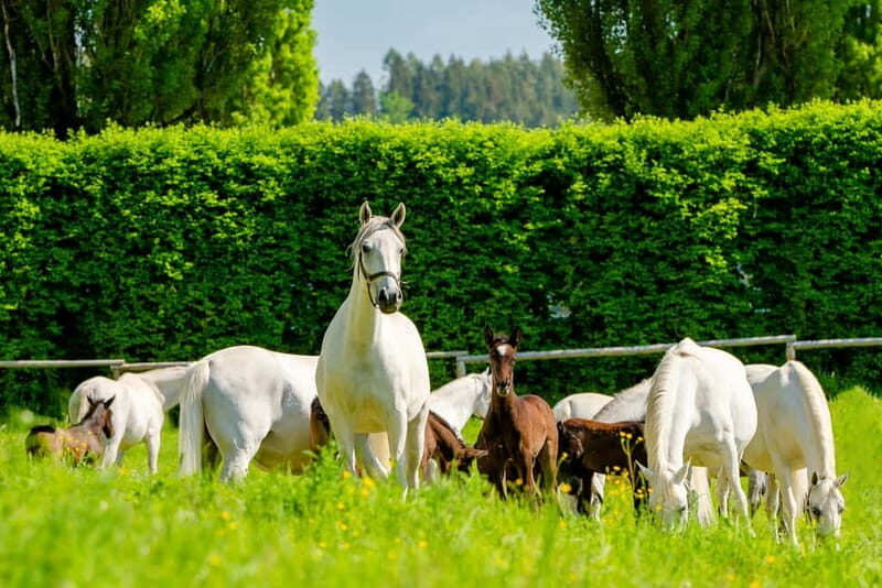 Piber: Lipizzan Stud Guided Tour - Final Thoughts
