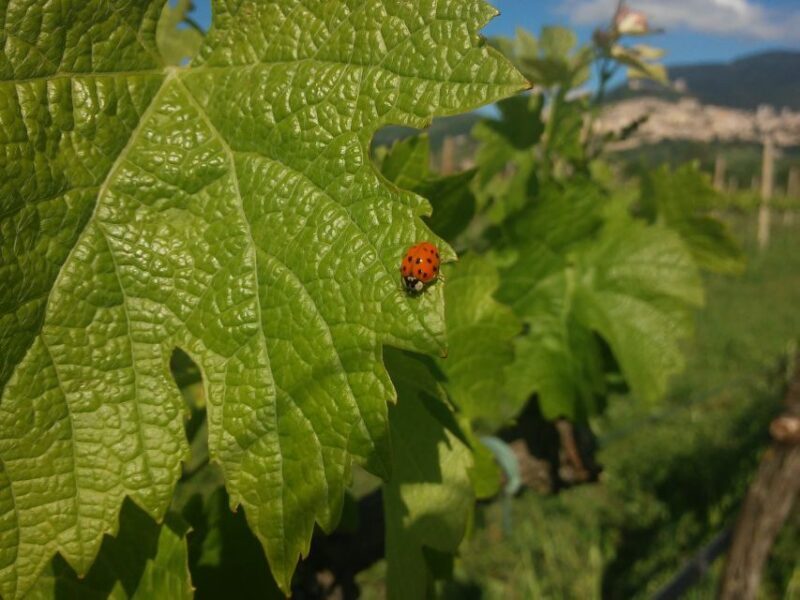 Pic nic Deluxe Assisi and wine tasting 5 wines - How the Tour Unfolds