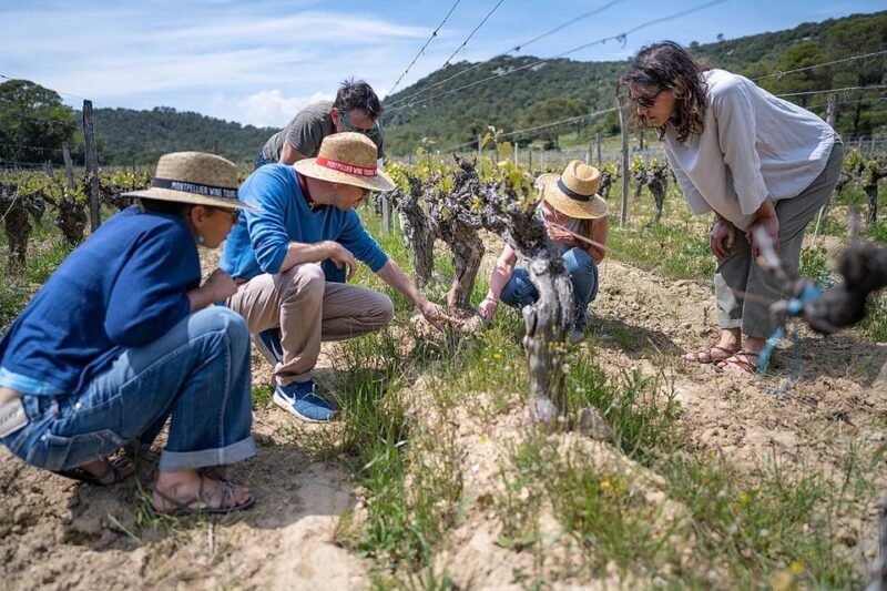 Pic Saint-Loup: Full Day Wine and Olive Tour - Authentic Words from Past Travelers