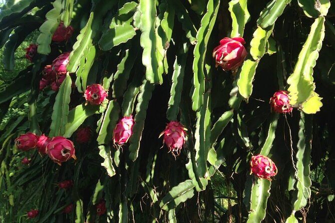 Pick and Taste Tropical Fruit - Practical Considerations and Tips
