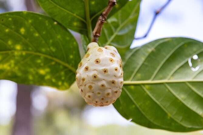 Pick and Taste Tropical Fruit - Authentic Experiences Reflected in Reviews