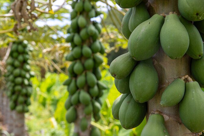 Pick and Taste Tropical Fruit - Who Should Consider This Tour?