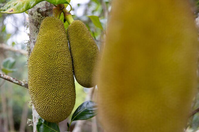 Pick and Taste Tropical Fruit - FAQs