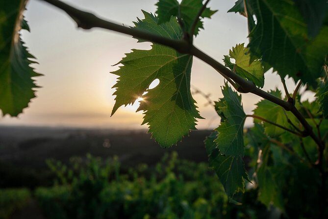 Picnic in the countryside in the heart of Chianti - An In-Depth Look at the Picnic in Chianti Experience