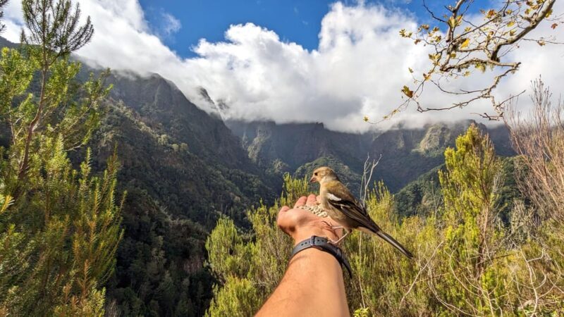 Pico do Arieiro in 4h: Immersive Private Experience (Cabrio) - Who Will Love This Tour?