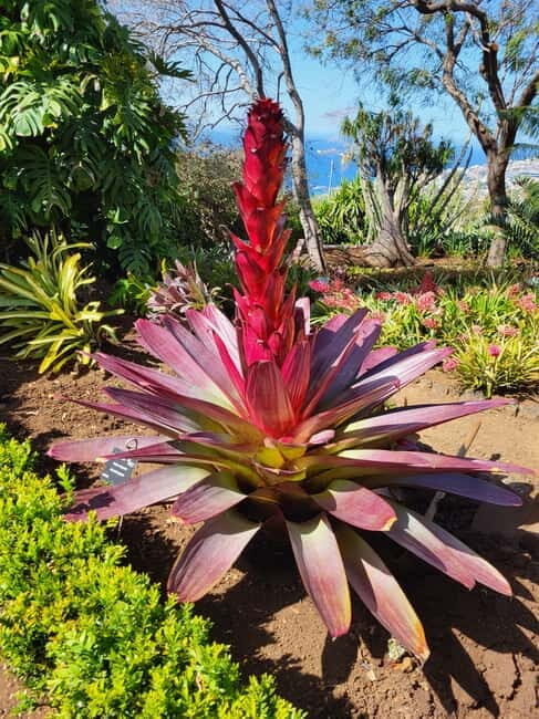 Pico do Arieiro, Santana & more  Full Day Tour With PickUp - What Makes This Tour Special?