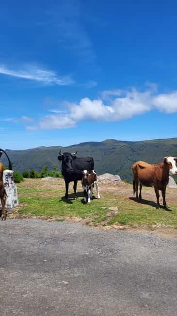 Pico do Arieiro, Santana & more  Full Day Tour With PickUp - The Bottom Line