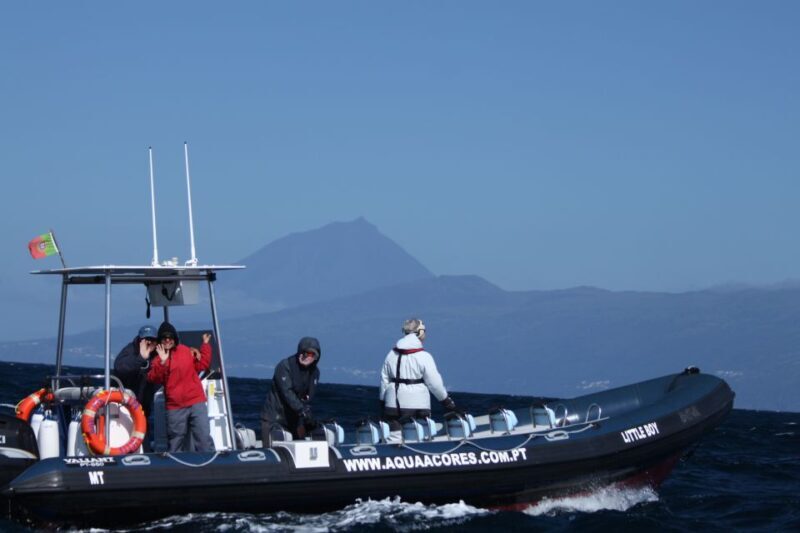 Pico Island: Azores Whale & Dolphin Watching on Zodiac Boat - Discovering Picos Marine Wonders: An Authentic Atlantic Experience