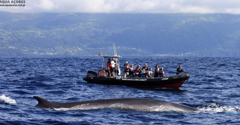 Pico Island: Azores Whale & Dolphin Watching on Zodiac Boat - The Itinerary Breakdown