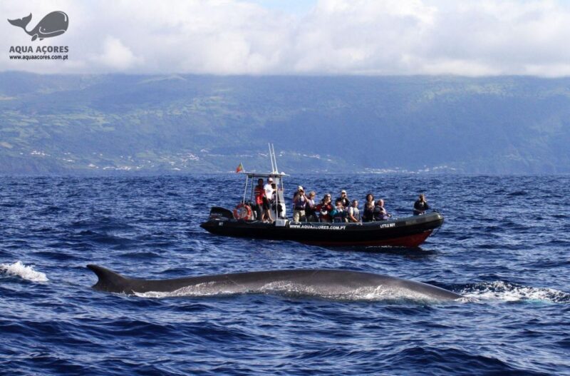 Pico Island: Azores Whale & Dolphin Watching on Zodiac Boat - FAQ