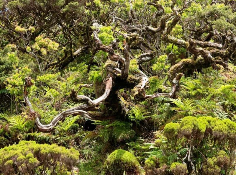 Pico island: discover the volcanic jewel of the Atlantic - The Full-Day Pico Tour: A Photogenic, Authentic Experience