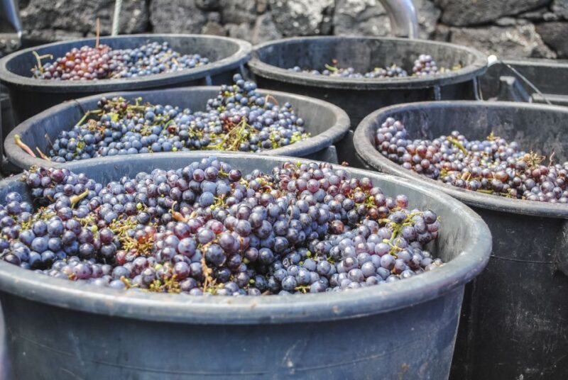 Pico Island: Full Day Wine Culture Tour - An In-Depth Look at the Tour Experience