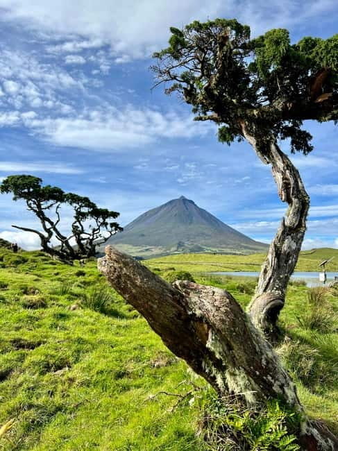 Pico island: highlights, wine tasting and local gastronomy - What’s Included and What to Bring