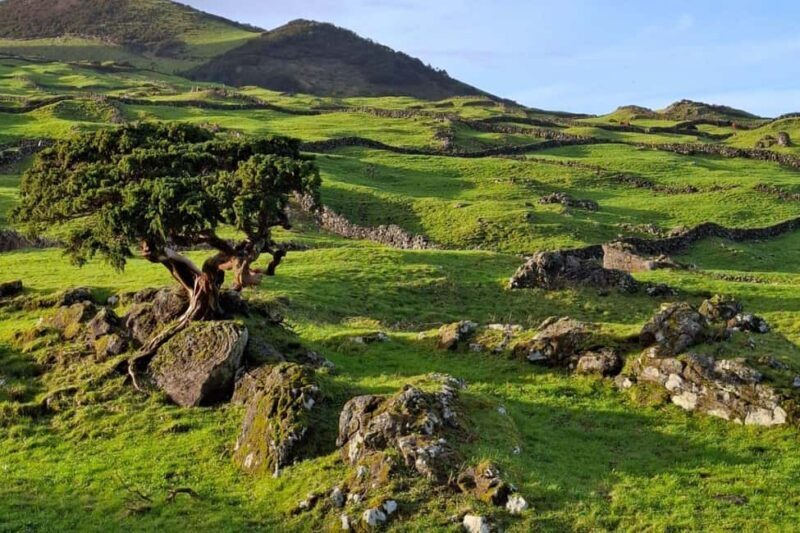 Pico Island: Private Highlights Tour - Exploring Pico Island in Depth