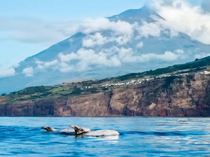 Pico Island: Whale Watching Experience from Lajes do Pico - Key Points