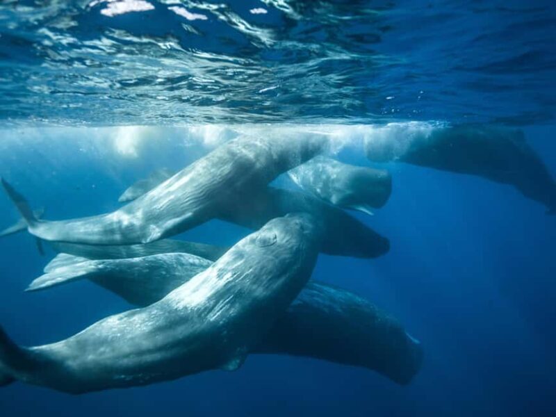 Pico Island: Whale Watching Experience from Lajes do Pico - How the Tour Comes Together