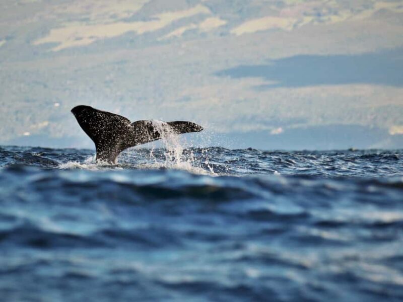 Pico Island: Whale Watching Experience from Lajes do Pico - Analyzing the Value: Is it Worth It?