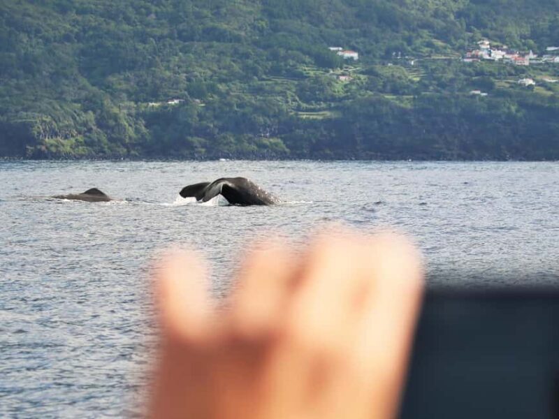 Pico Island: Whale Watching Experience from Lajes do Pico - Who Will Love This Tour?