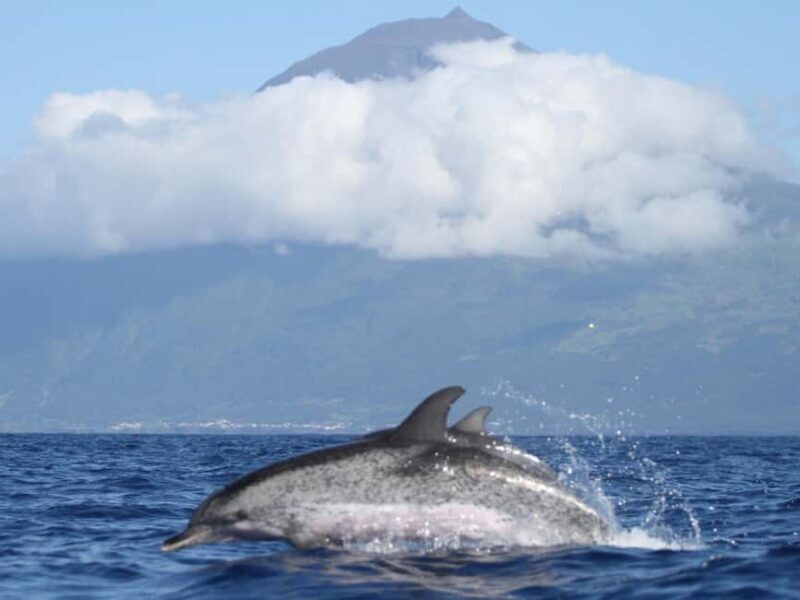 Pico Island: Whale Watching Experience from Lajes do Pico - Practical Tips for a Great Experience