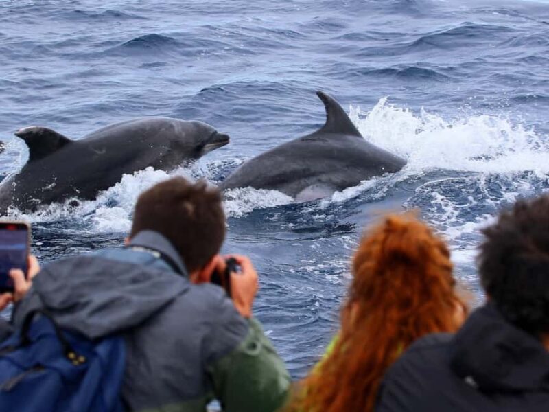 Pico Island: Whale Watching Experience from Lajes do Pico - FAQ