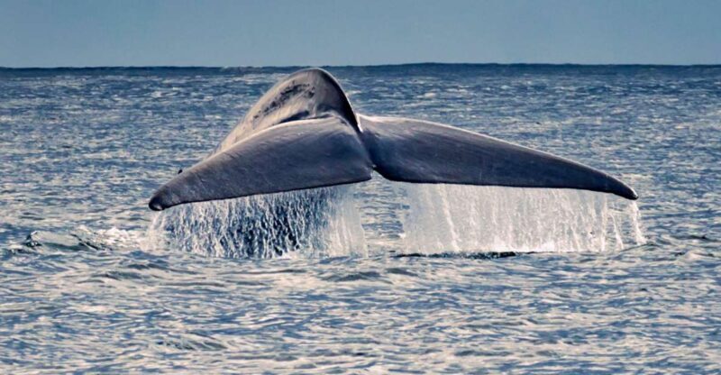 Pico Island: Whale Watching Experience from Lajes - What to Expect From the Whale Watching Tour