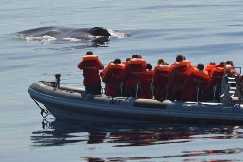 Pico Island: Whale Watching Experience from Lajes - Whats Included and Whats Not