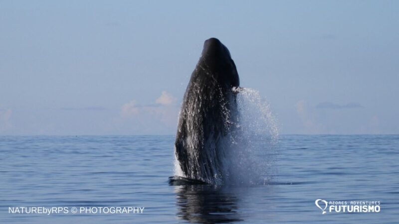 Pico Island: Whale Watching Experience from Lajes - Real Traveler Insights