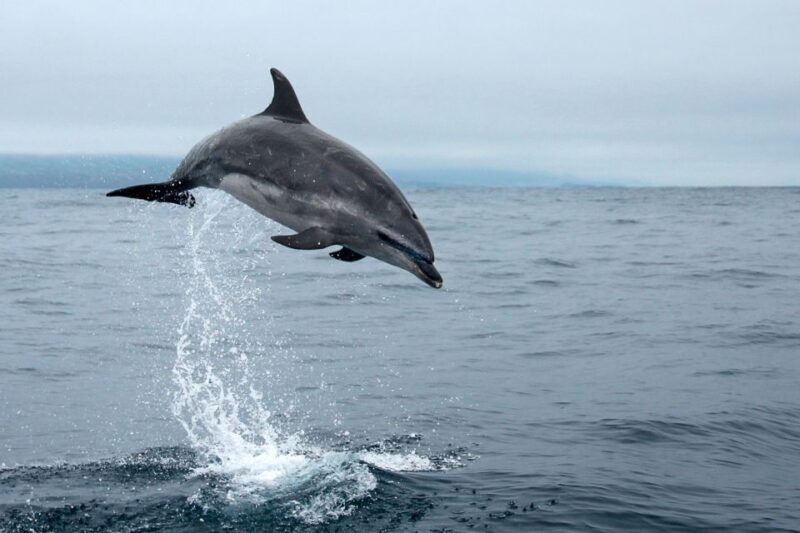 Pico Island: Whale Watching Experience from Lajes - Practical Tips for Travelers