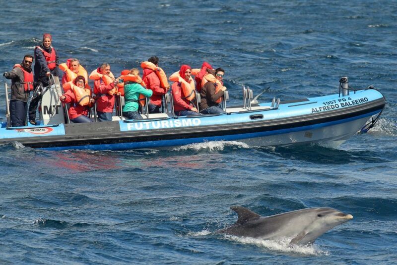 Pico Island: Whale Watching Experience from Lajes - Who Should Book This Tour?
