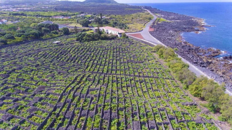 Pico Island: Wine and Vineyards Tour with Tasting - Key Points