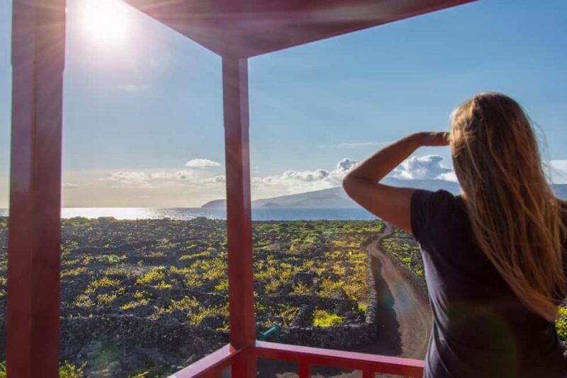 Pico Island: Wine and Vineyards Tour with Tasting - An In-Depth Look at the Pico Island Wine and Vineyards Tour