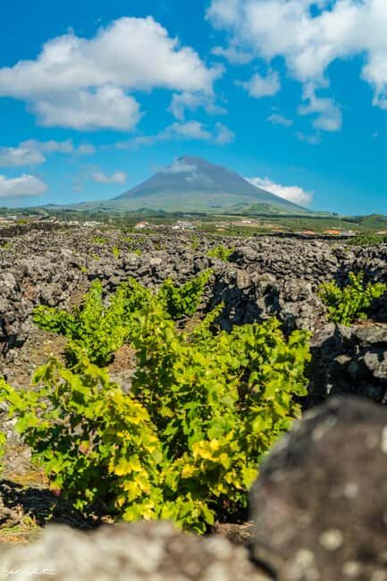 Pico Island: Wine and Vineyards Tour with Tasting - Authentic Experience and Cultural Insight