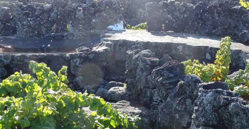 Pico Wine Tours - A Closer Look at the Itinerary