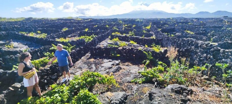 Pico Wine Tours - Who Will Love This Tour?