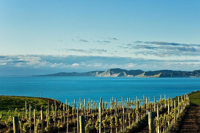 Picton Cruise Ship Shore Excursion Marlborough Wine Tour - Introduction: Why Pick This Marlborough Wine Tour?