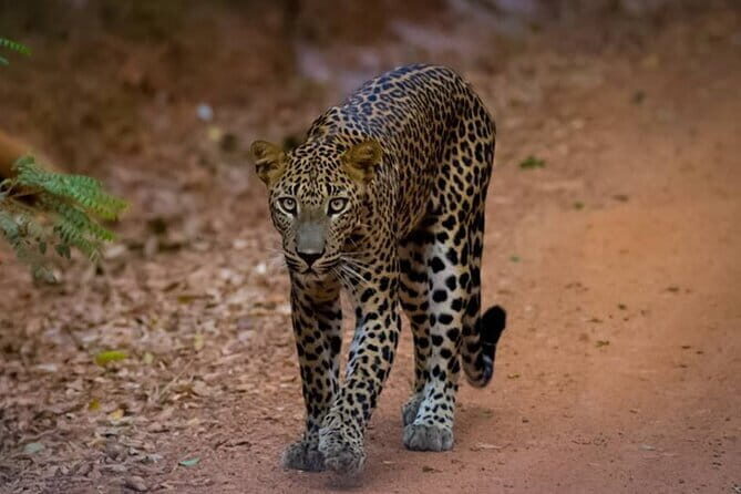 Pidurangala Day Tour From Negombo - Who Is This Tour Best For?