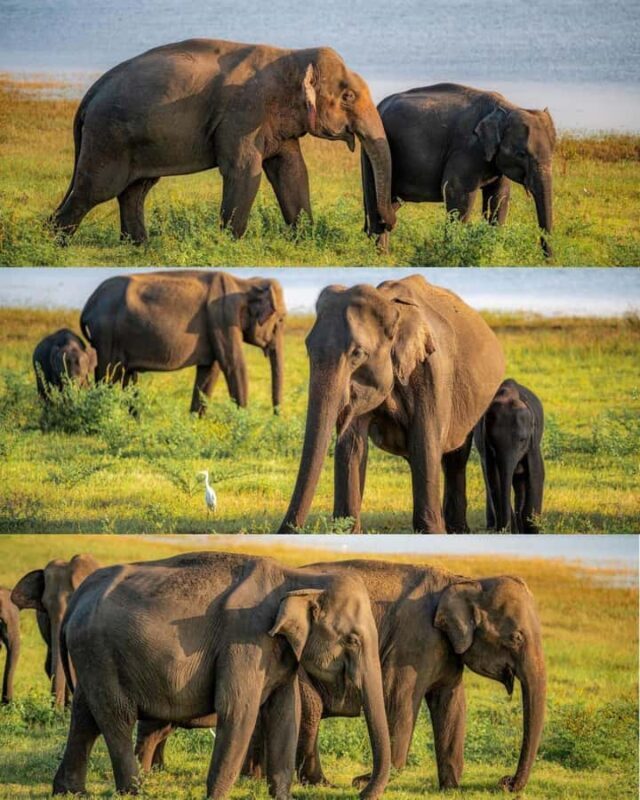 Pidurangala Rock Hike & Hurulu Eco Park Elephant Safari - Key Points