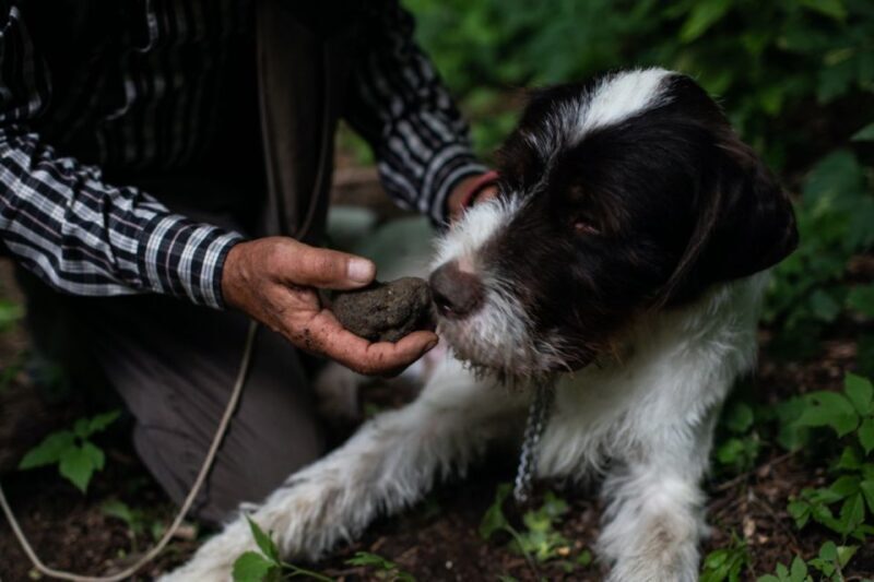 Piedmont: Private Truffle Hunting Tour with Truffle Tasting - Key Points