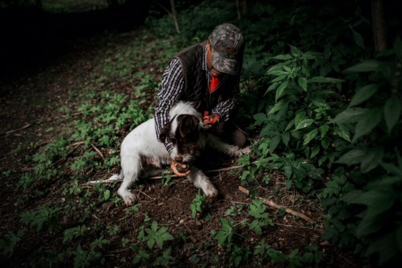 Piedmont: Private Truffle Hunting Tour with Truffle Tasting - Who Would Enjoy This Tour?