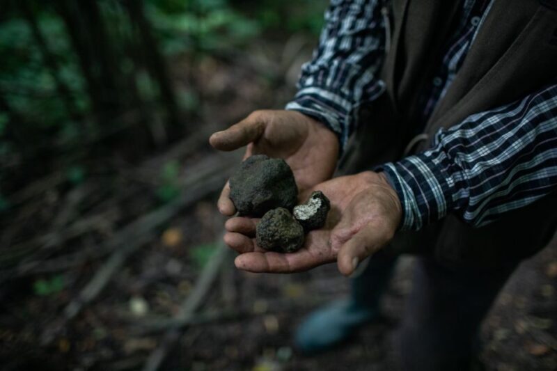 Piedmont: Private Truffle Hunting Tour with Truffle Tasting - Frequently Asked Questions