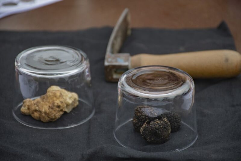 Piedmont: Truffle Hunting - Key Points