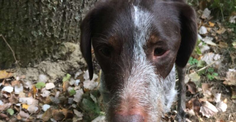 Piedmont: Truffle Hunting - An In-Depth Look at the Tour