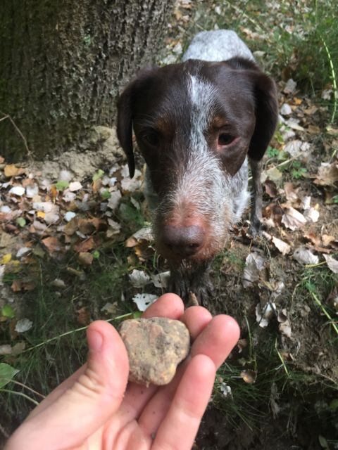 Piedmont: Truffle Hunting - Who Is This Tour Best For?