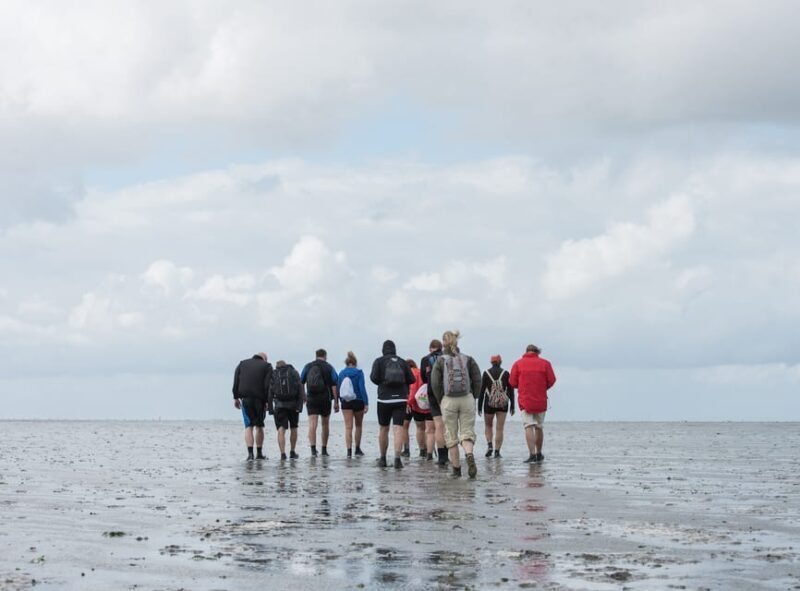 Pieterburen: Wadden Sea Mudflats Guided Walking Tour - Exploring the Wadden Sea Mudflats with Pieterburen’s Guided Walk