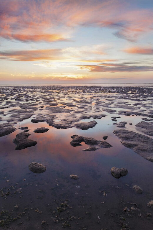 Pieterburen: Wadden Sea Mudflats Guided Walking Tour - Pricing and Value
