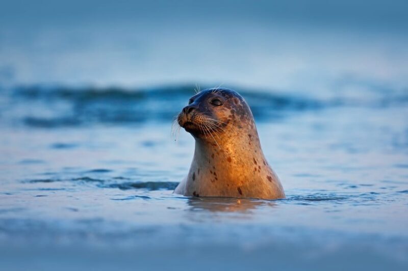 Pieterburen: Wadden Sea Mudflats Guided Walking Tour - Who is This Tour Best For?